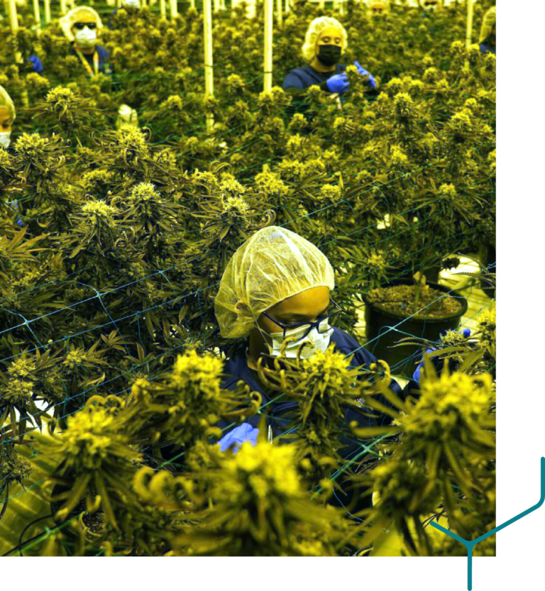 PRICH Biotech – PRICH Biotech Cannabis