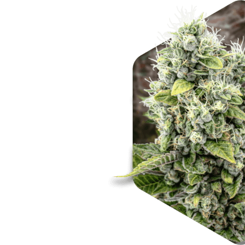 Flores - PRICH Biotech