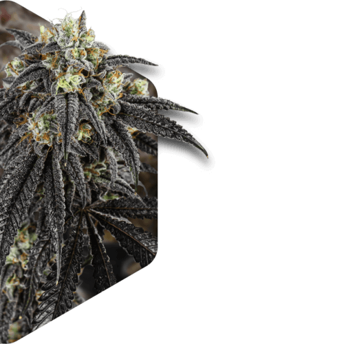 Flores - PRICH Biotech