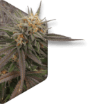 Flores - PRICH Biotech