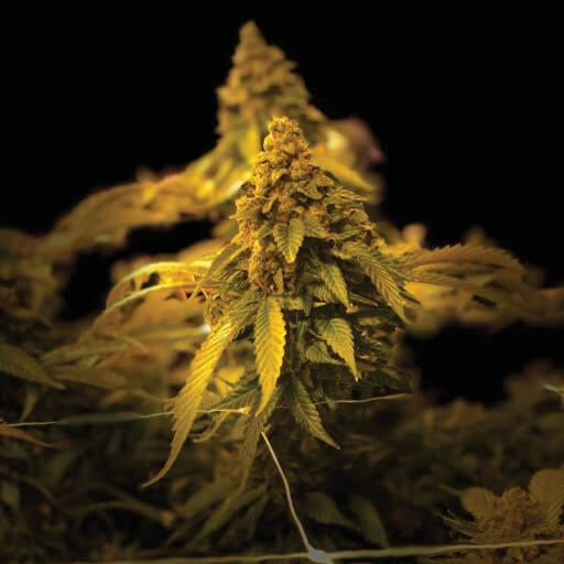 Nosotros - PRICH Biotech